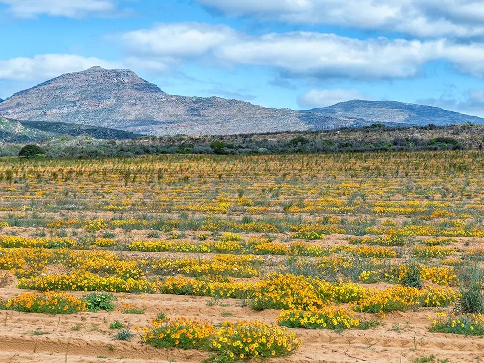 Was ist Rooibos Tee? Herkunft, Anbau und Wirkungsweise.
